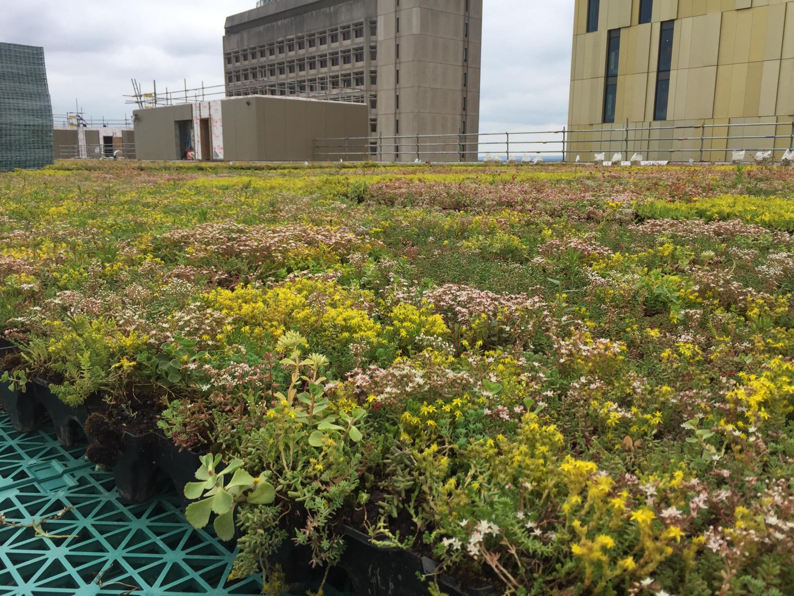 Sedum green roofs store